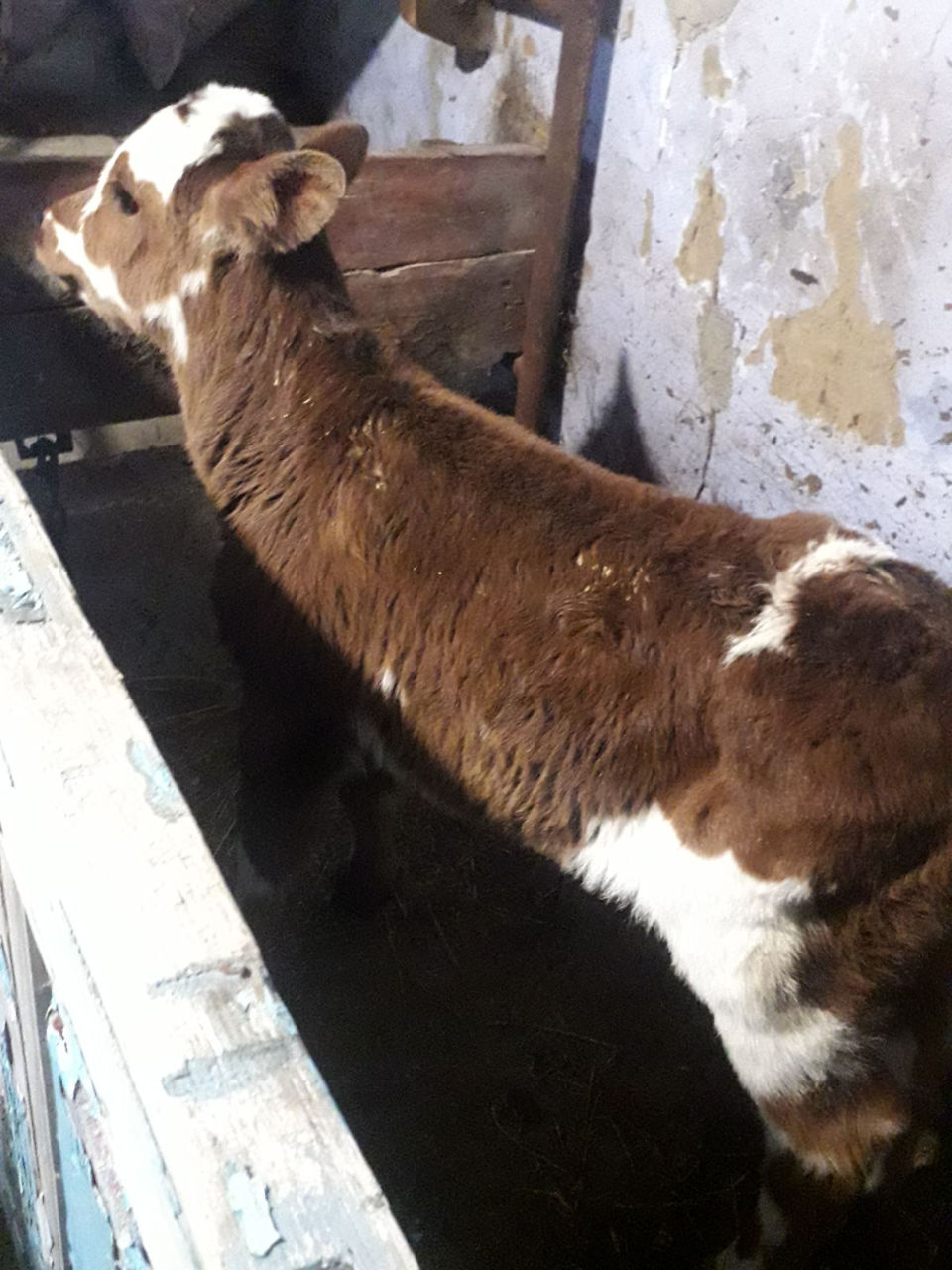 Vind vitica din vaca buna de lapte