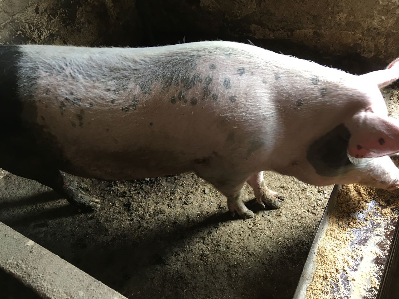 vind porci de casa,crescut la liber.