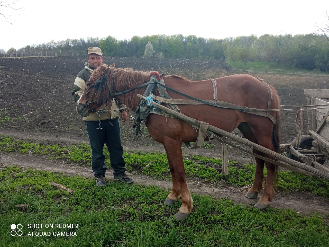 Vind cal tot cu caruta