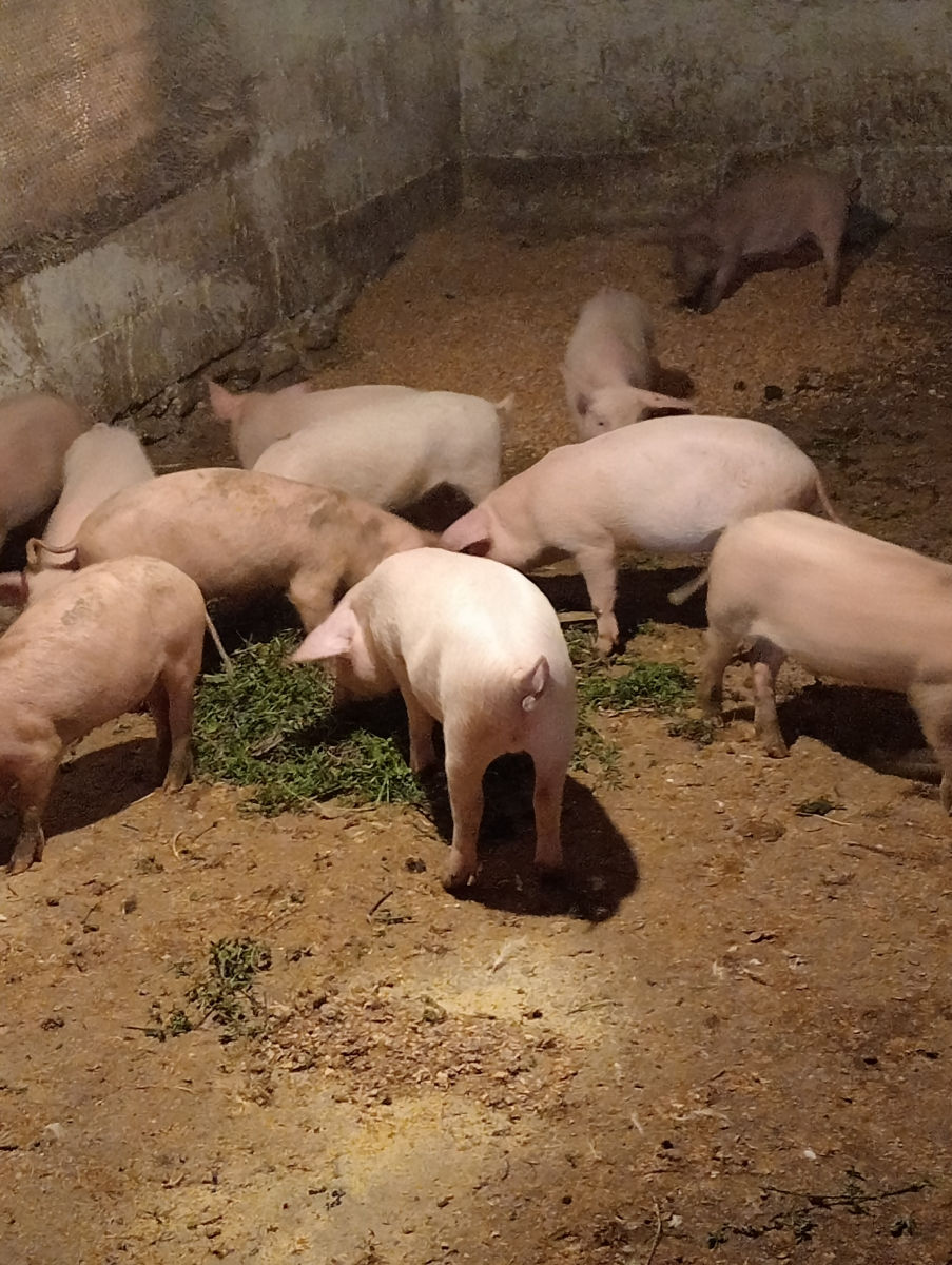 Vînd purcei mici 20bucăţi