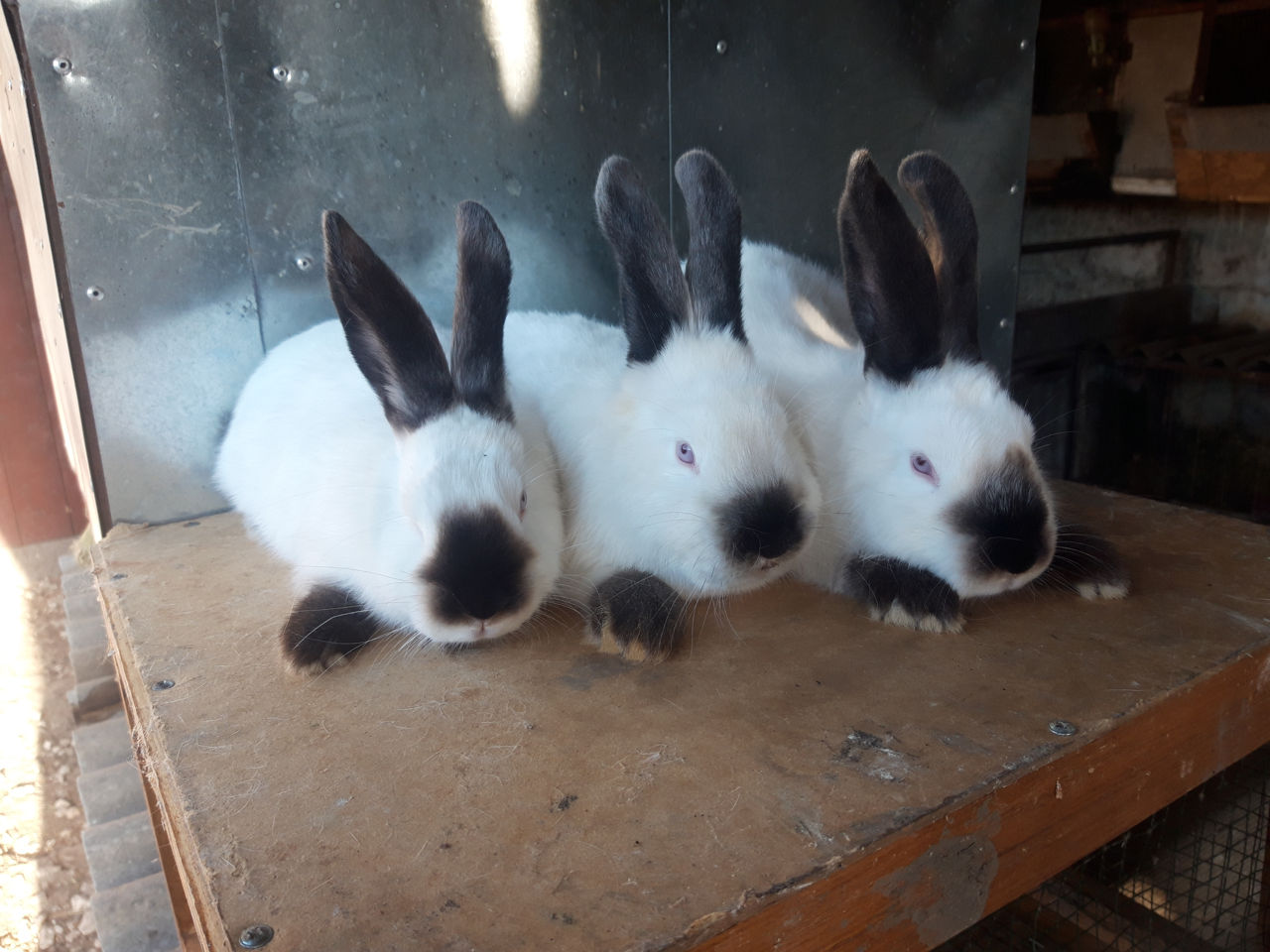 vind iepuri neozeelandez albi,iepuri californieni.Edinet