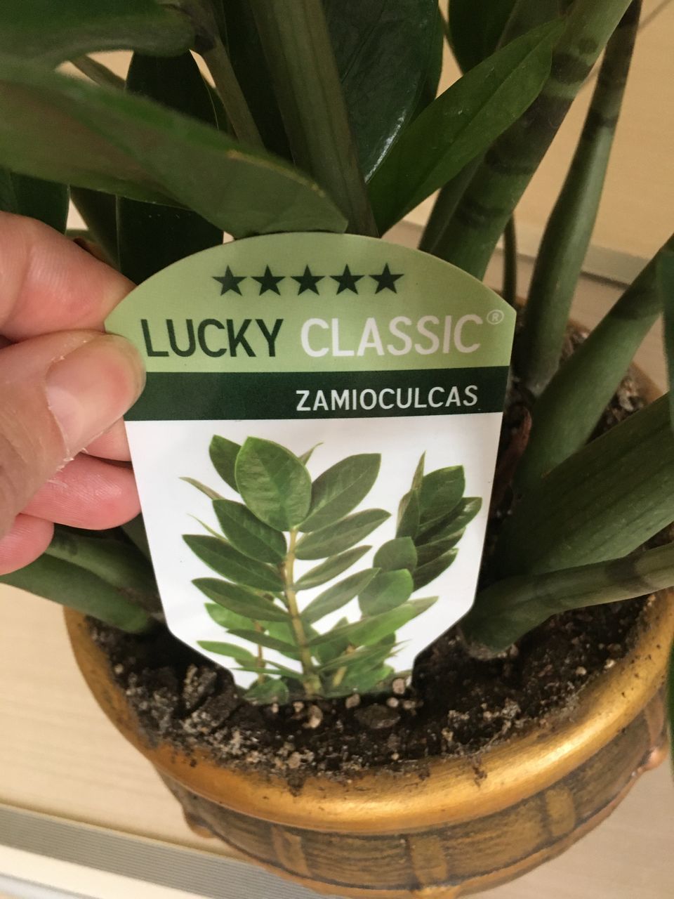 Floarea banilor!!! Dacă doriți, pot să o aduc în raza orașului. Foarte ...