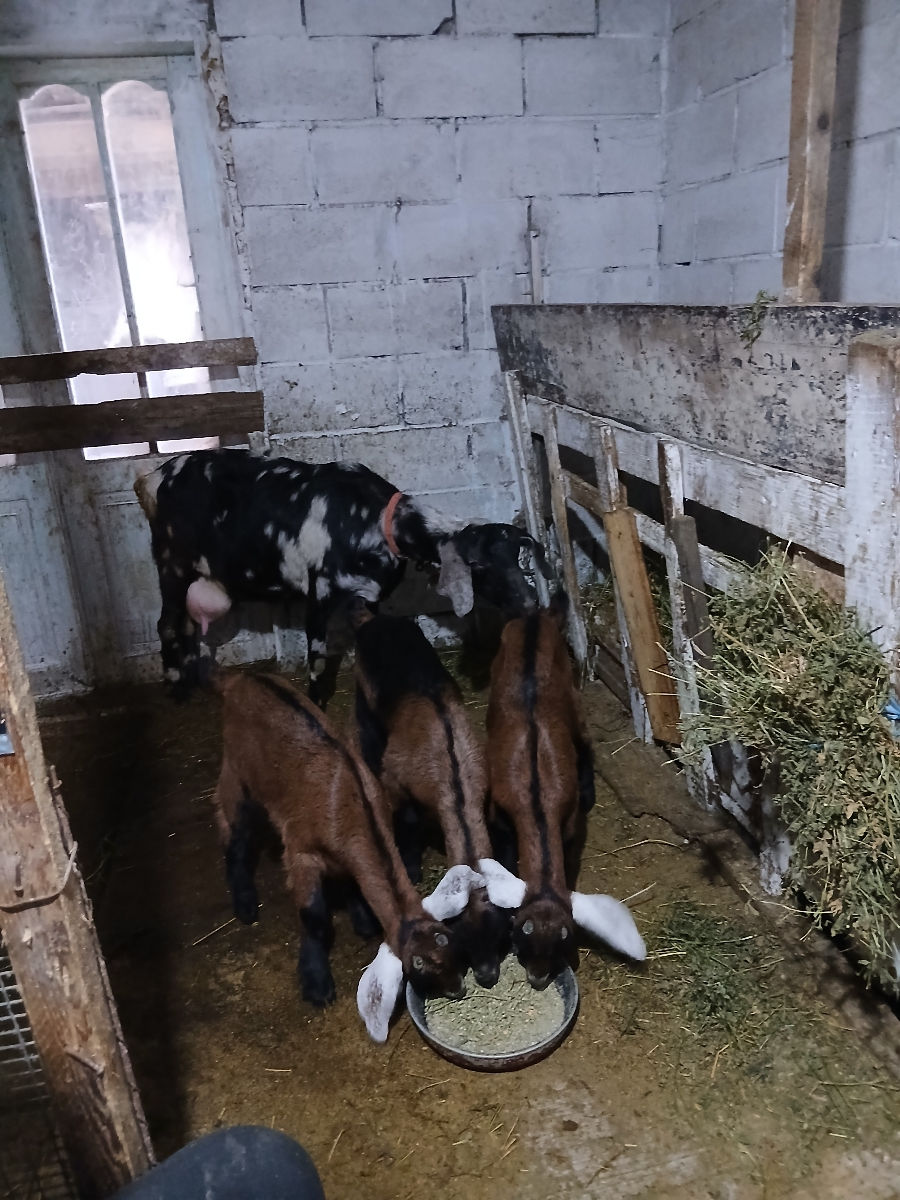 Capra cu trei ieduțe