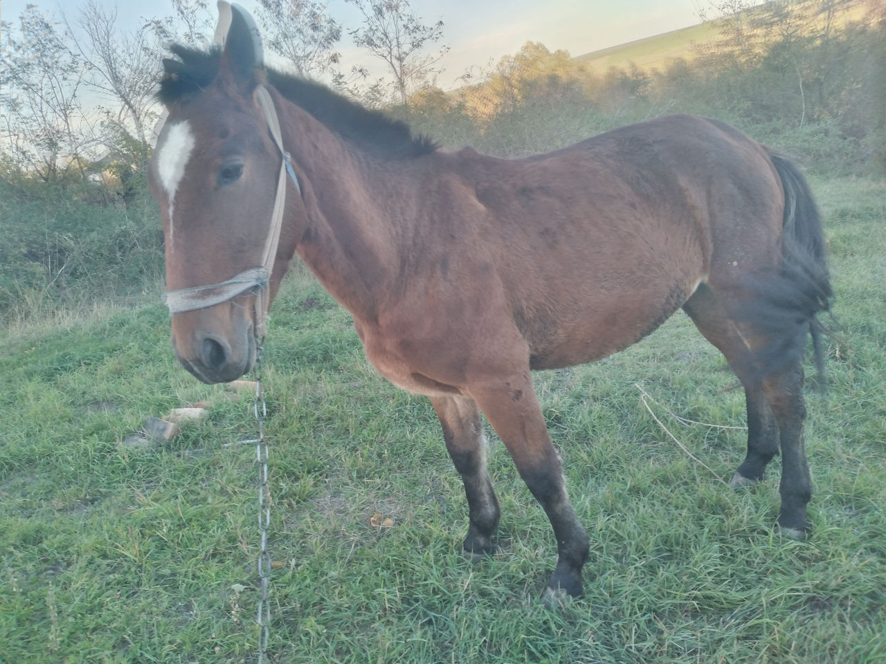 Vind minza de un an jumate