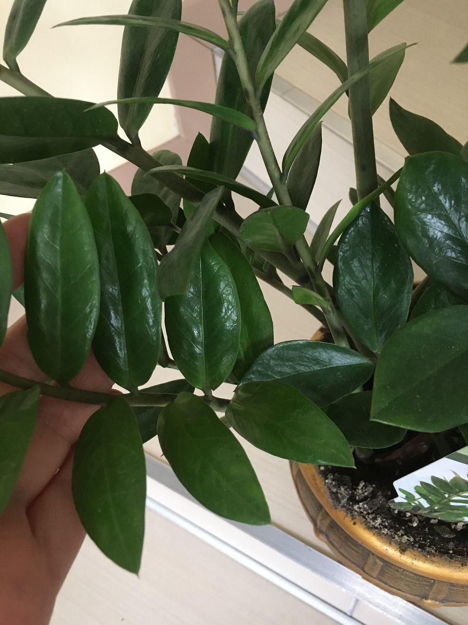 Floarea banilor!!! Dacă doriți, pot să o aduc în raza orașului. Foarte ...