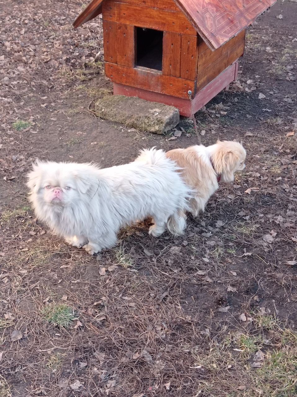 Pechinez la împerechere!!!