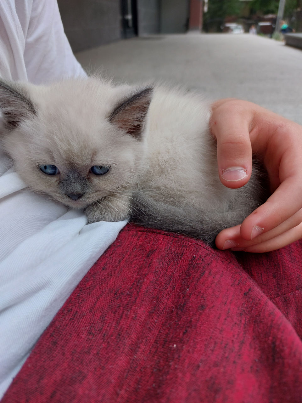 Vând motan british alb