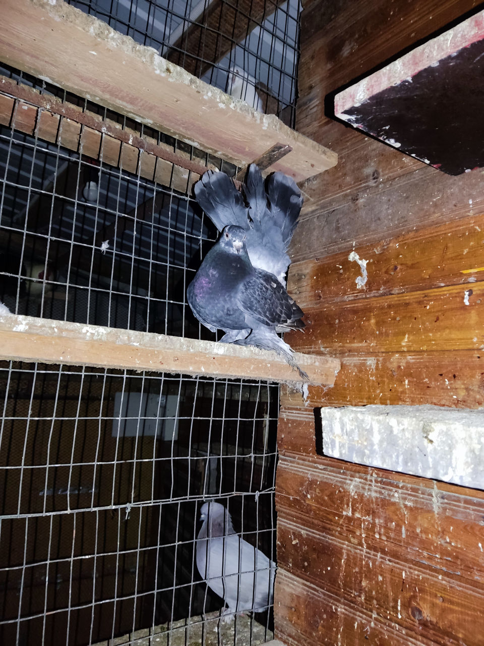 Porumbei vind/schimb