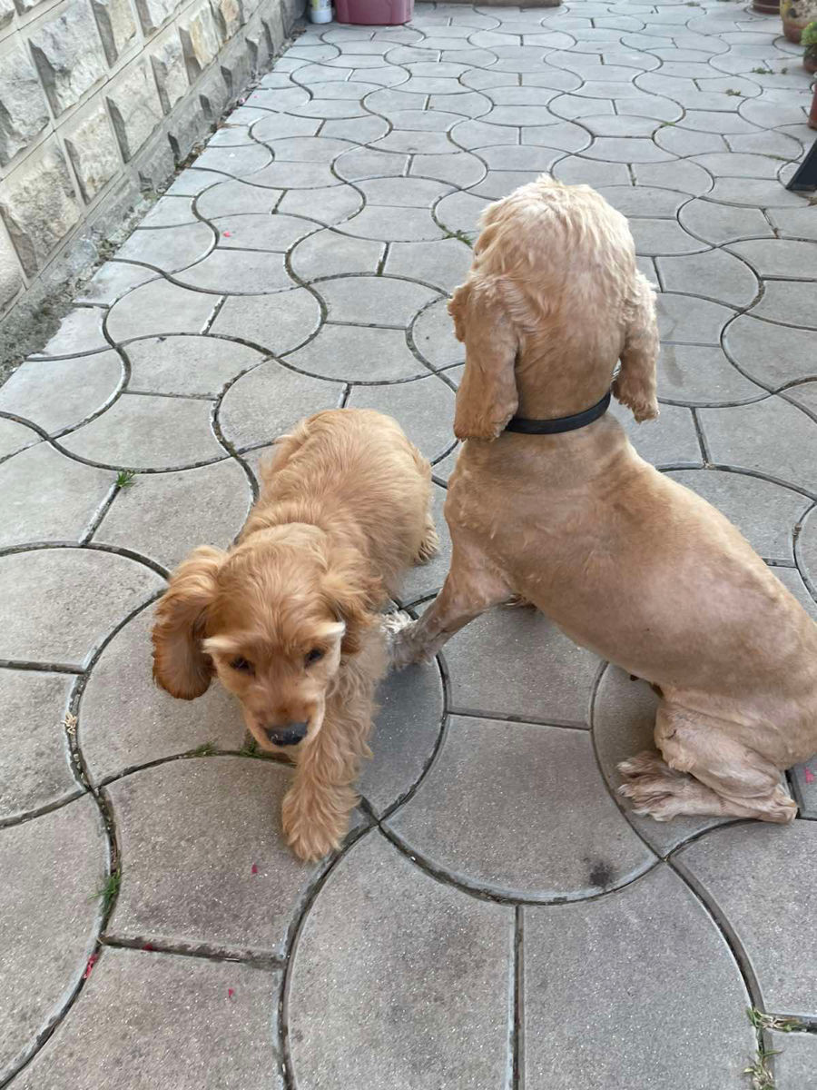 Cocker spaniel american