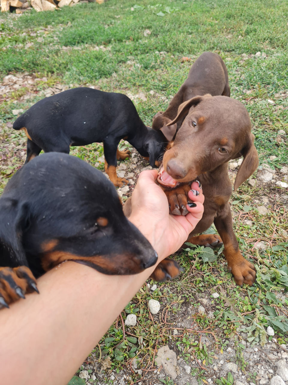 Dobermani