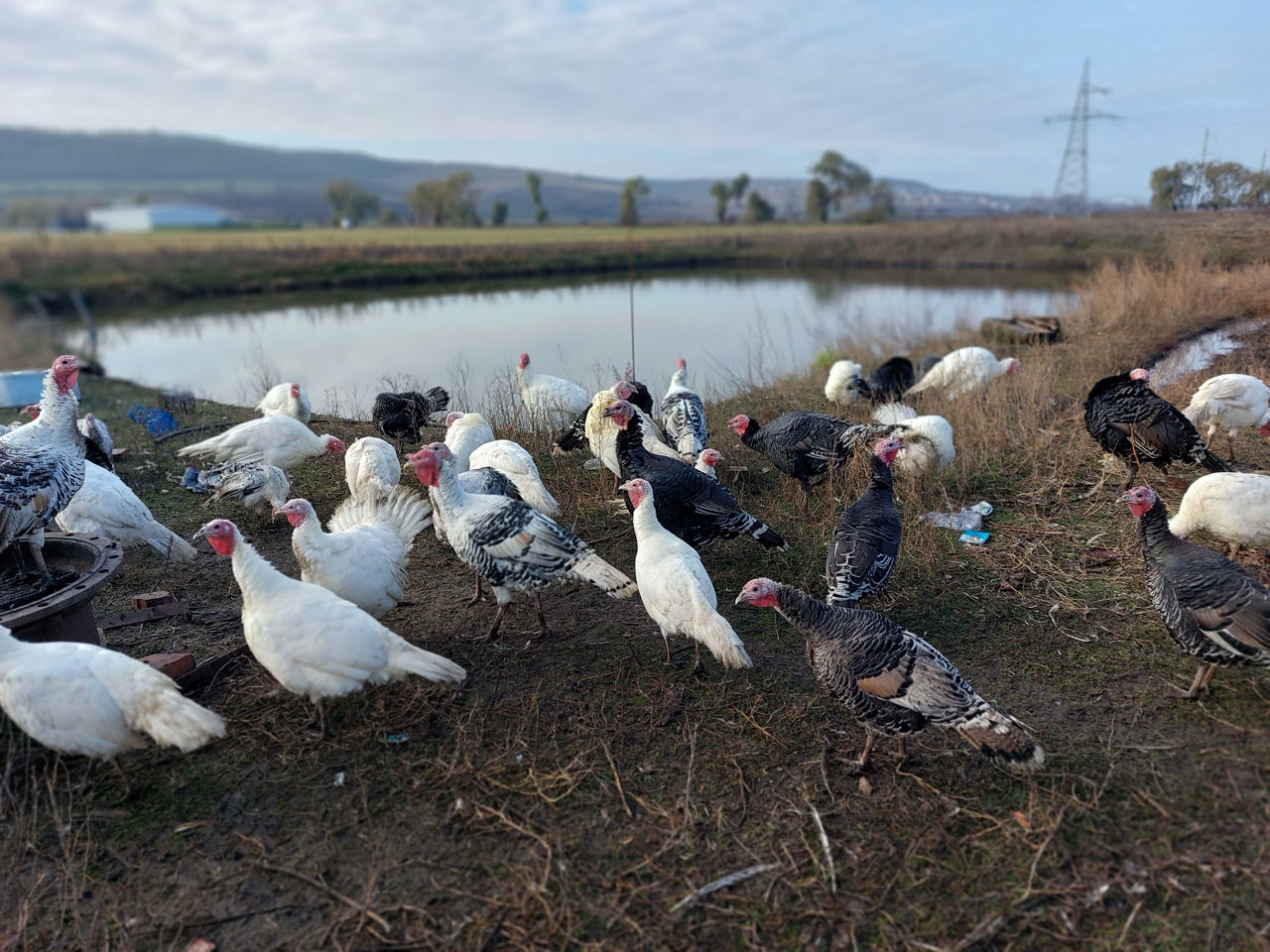 Se vînd curci și curcani