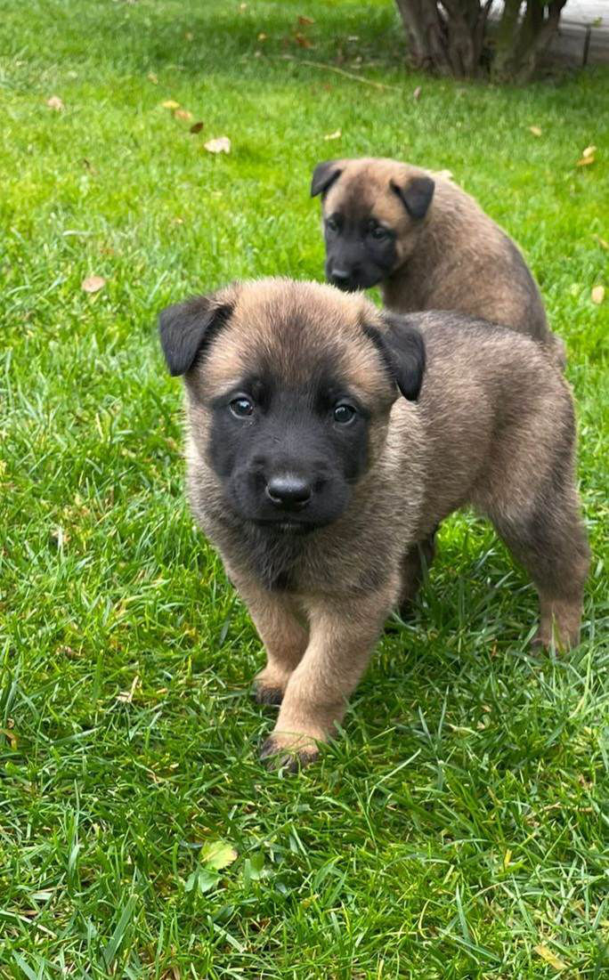 Se vând pui de câine de rasă Malinois