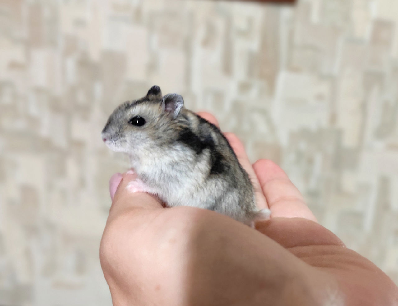 Джунгарики