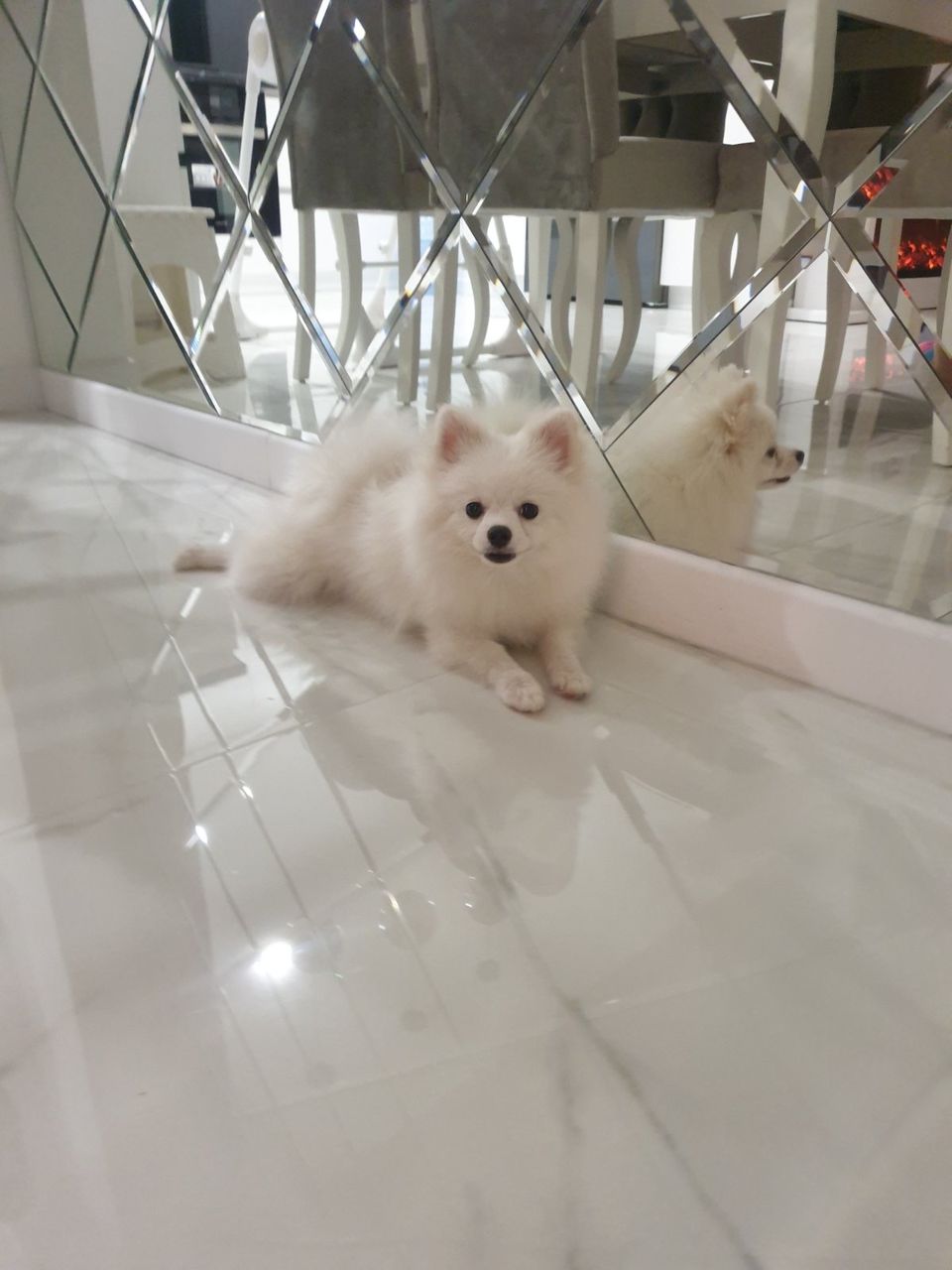 Urgent vind ciine rasa Mini Spitz