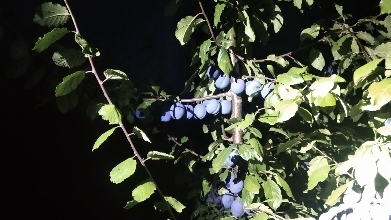 Vând prune blue free