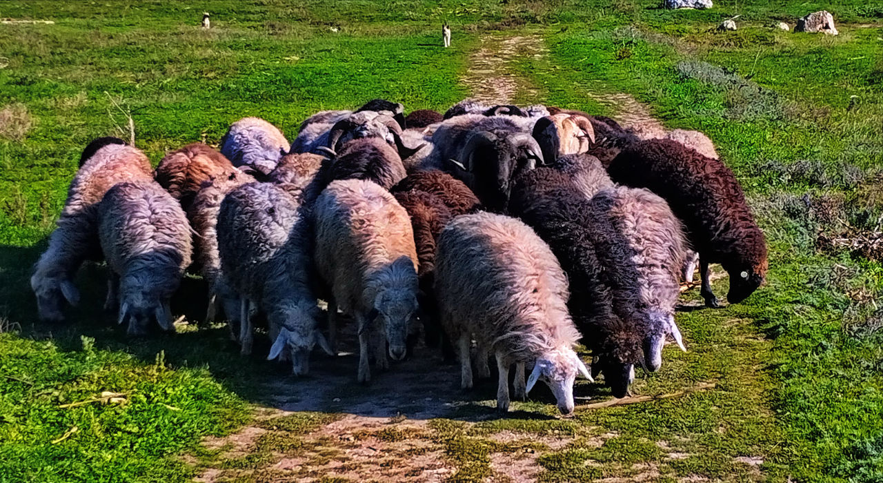 Vând 7 berbeci și 14 mioare