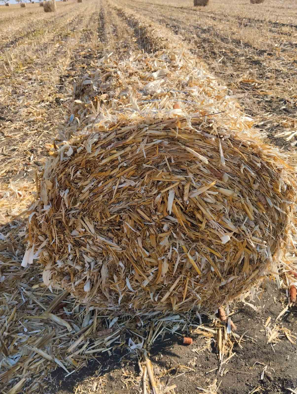 Vindem Baloti de panuse de porumb