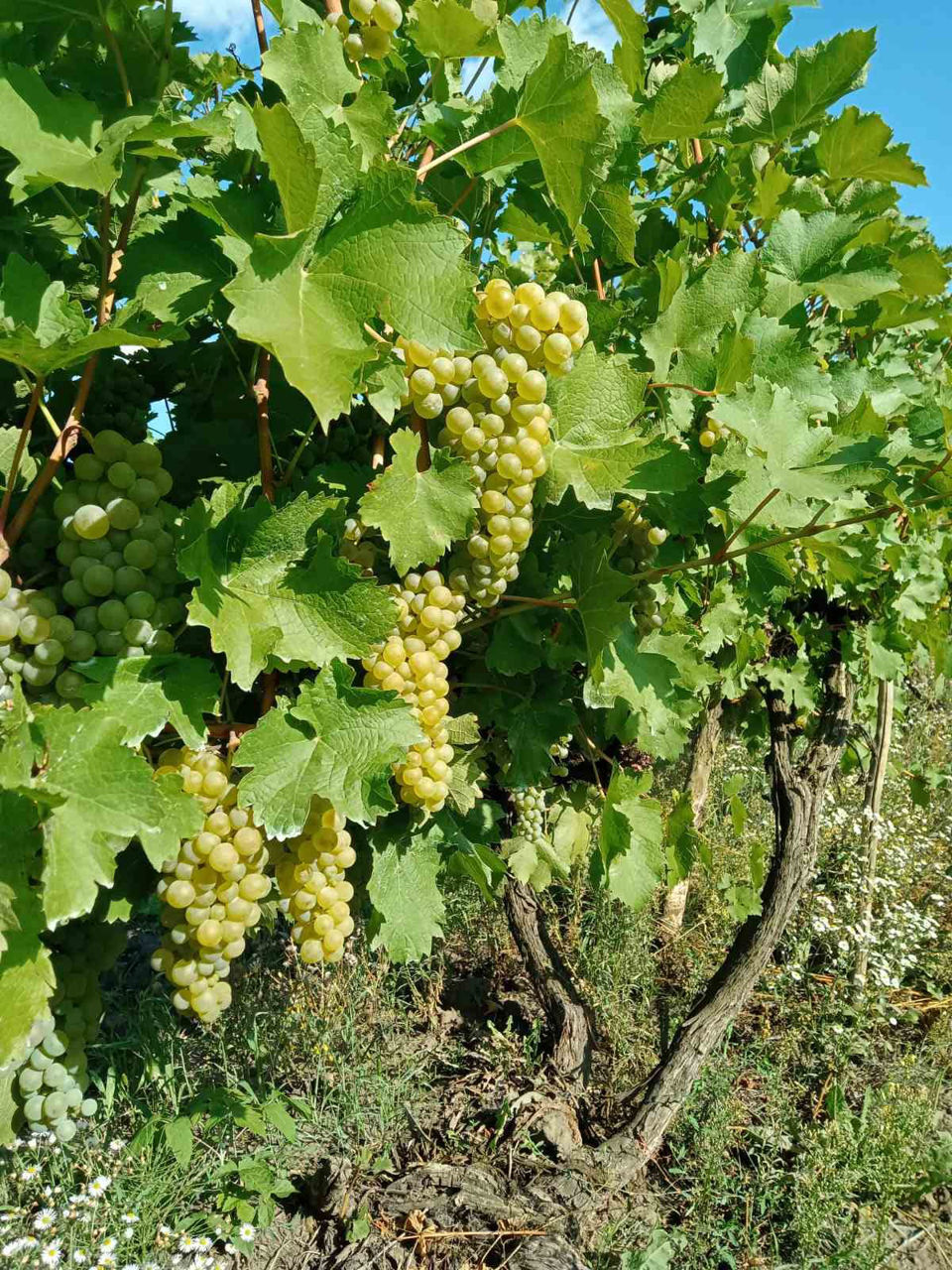 Se vinde poama soiul: risling, aligote, sașla, alb de suruceni la vin.