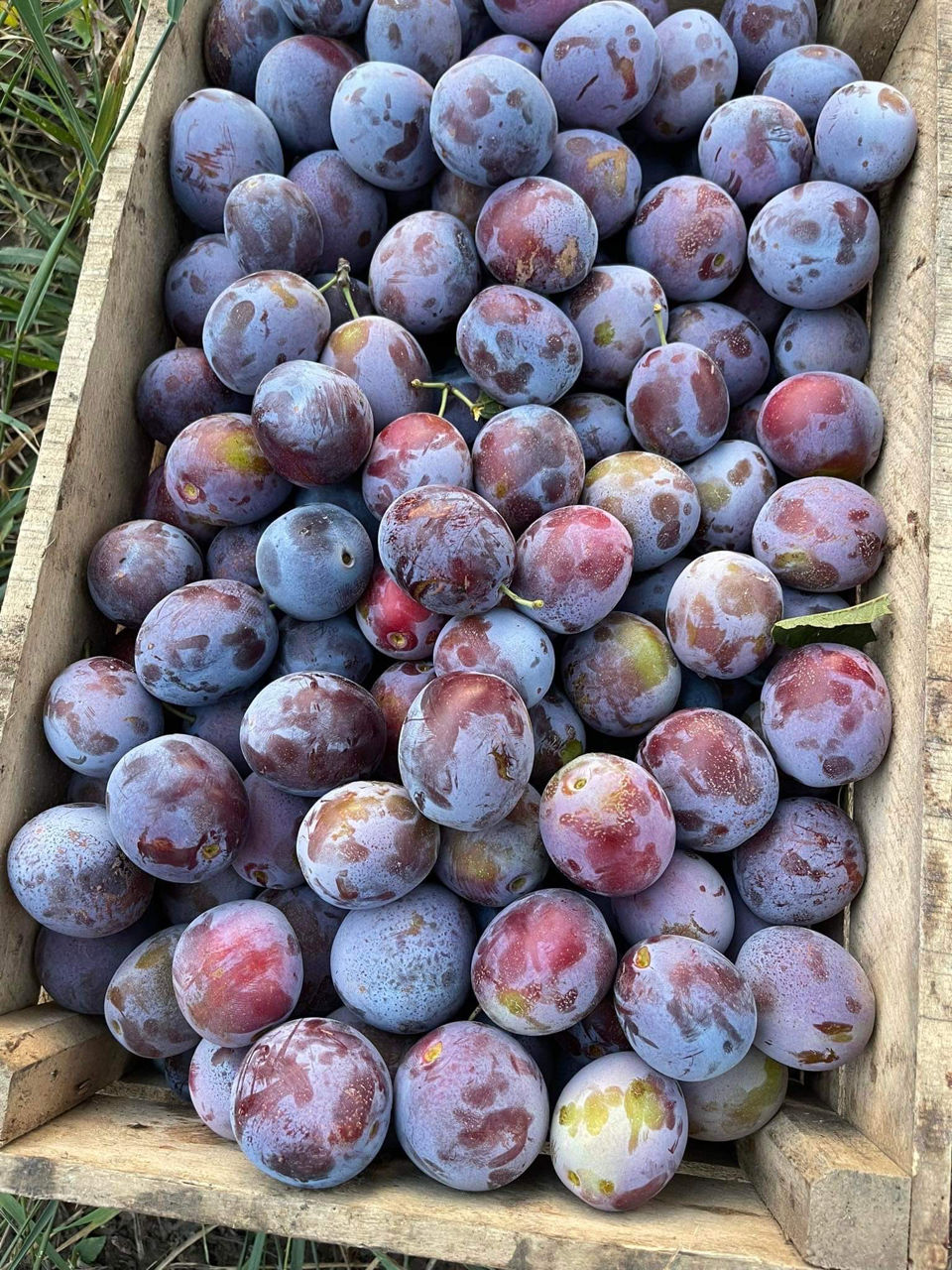 Prune uscate