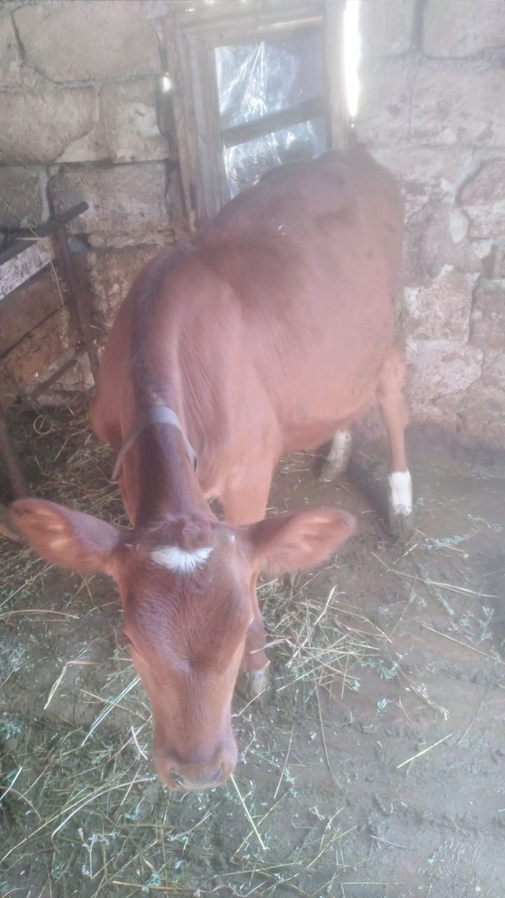 Vind vitica 4 luni la crestere.