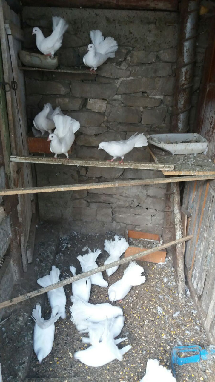 Vînd porumbei curcani sau schimb