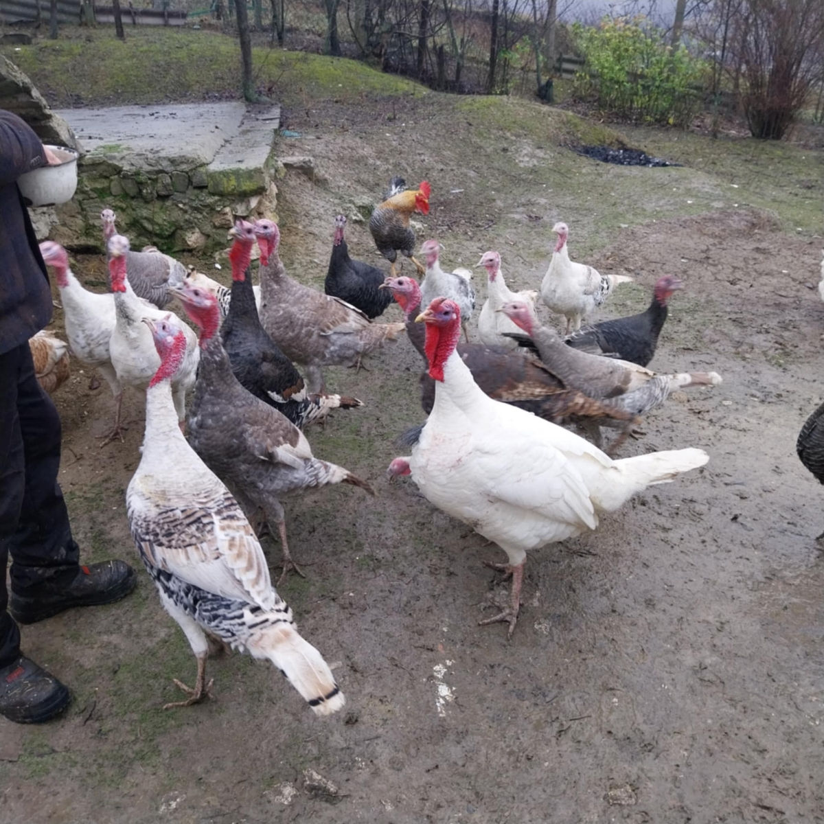 Curci si Curcani linie grea