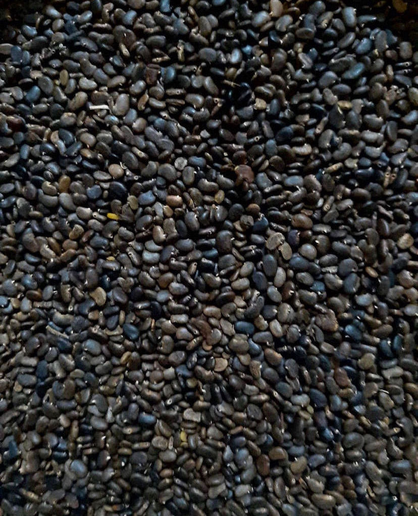 Vând seminte de salcâm