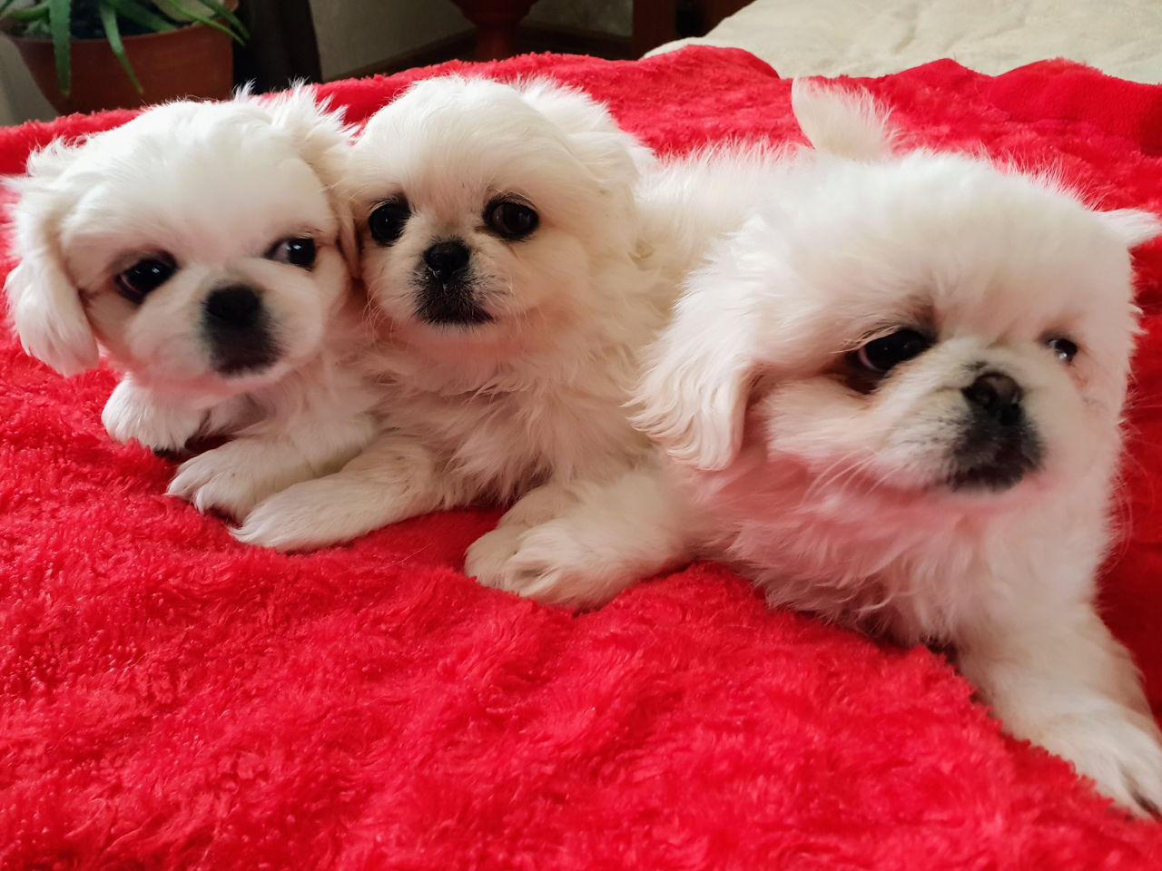 Catei pecinezi imperial