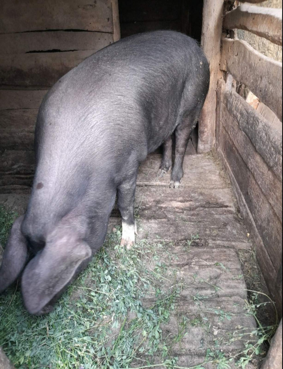 Vind porc mare de tăiat