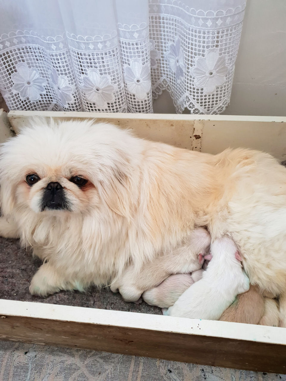 Catei pecinezi imperial