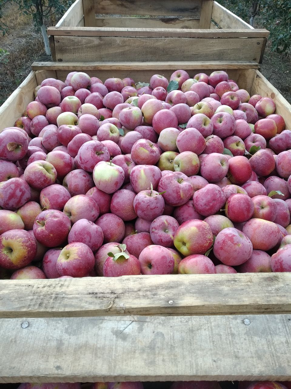 Mere generos,florina,gloster export