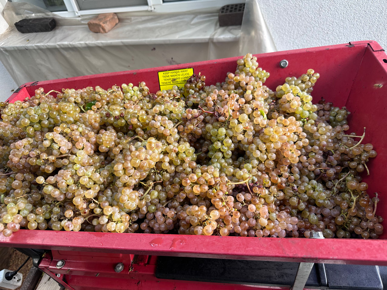 Aligote, Feteasca și Sardone