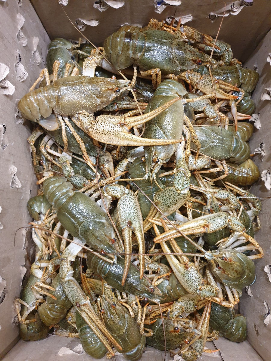 Raci vii proaspeți Facem Livrare