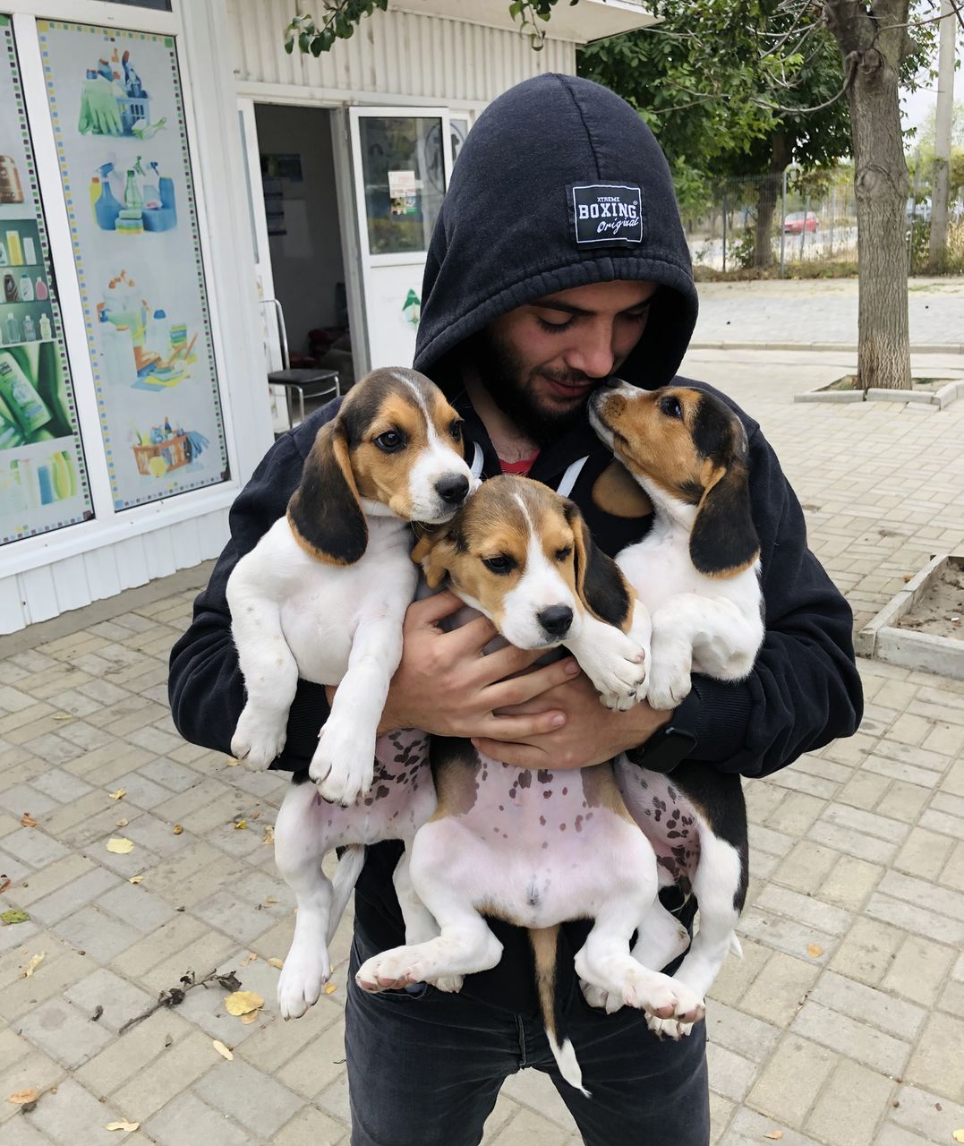 Vind catei rasa beagle