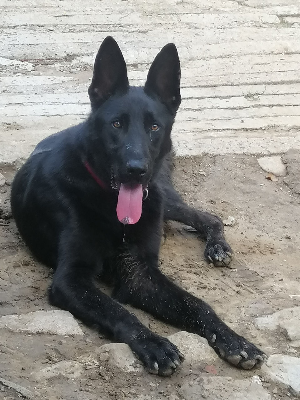 Vând câine rasa ciobănesc german