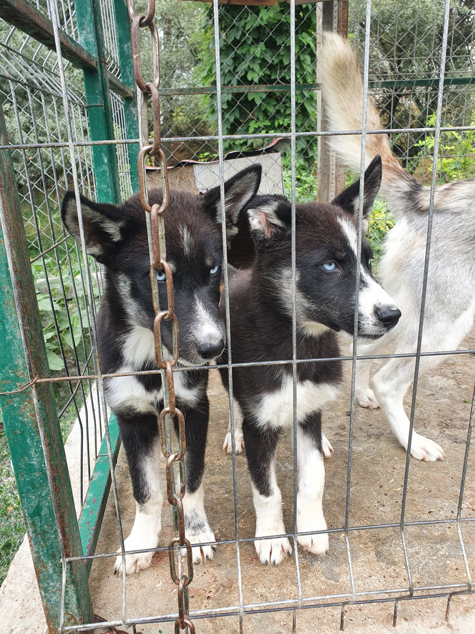 Husky 100€