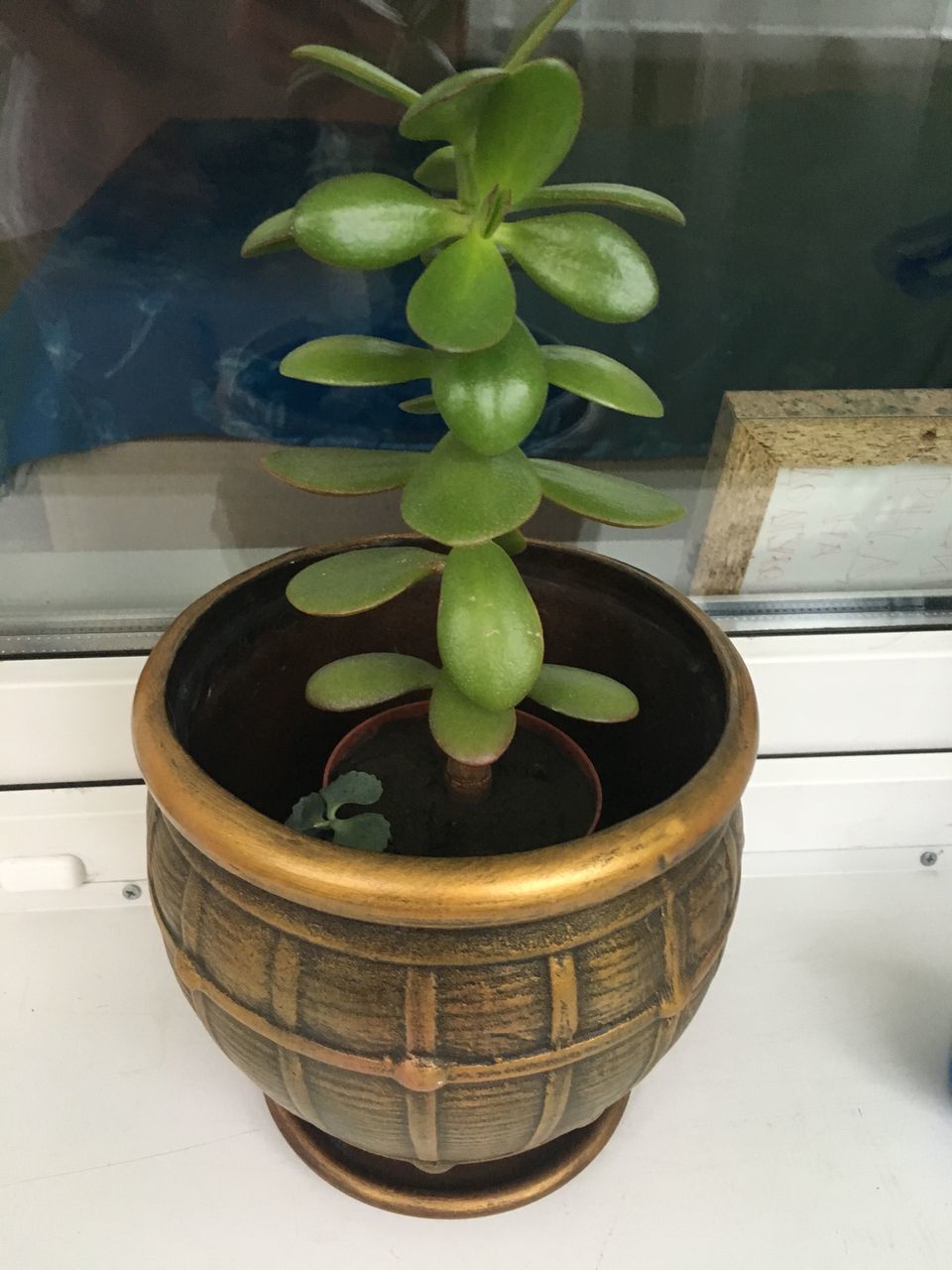 Cadou viu, floarea banilor ( денежное дерево ), 100 lei. Are frunzele ...