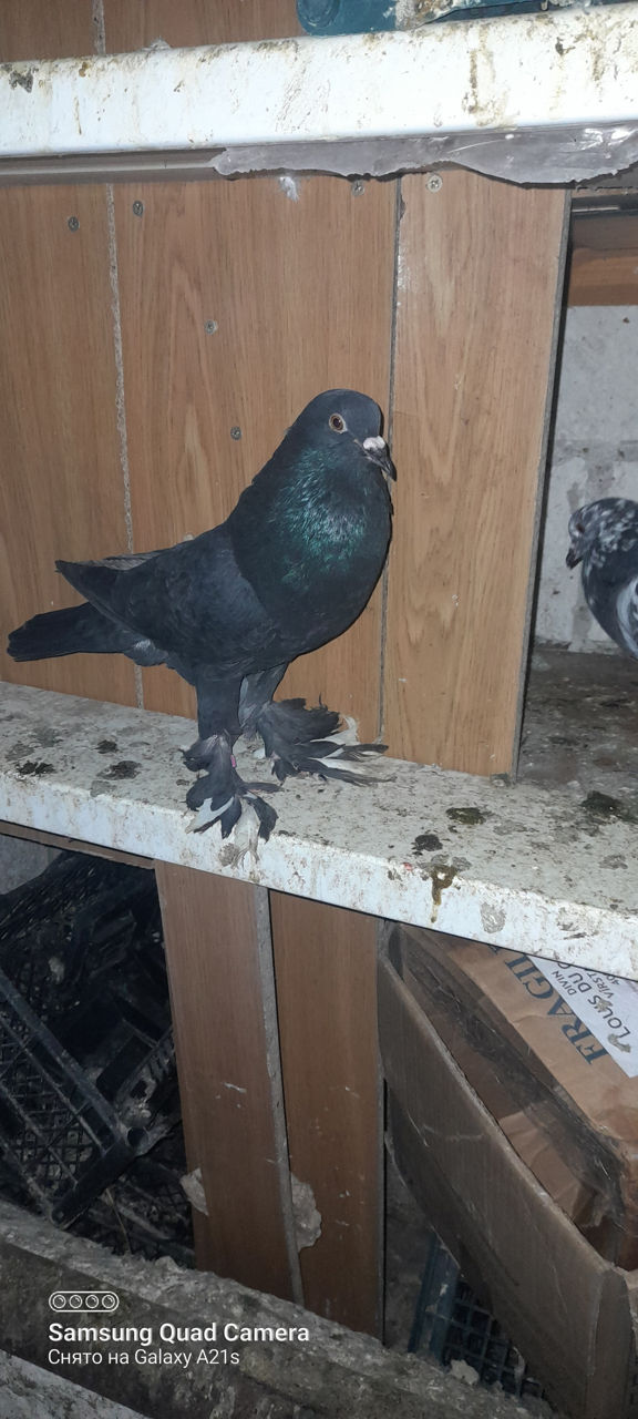 Vind sau schimb femeli pe masculi gusati