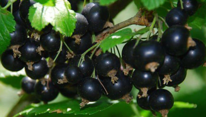 Coacaza neagra,rosie,agris roz ,negrul