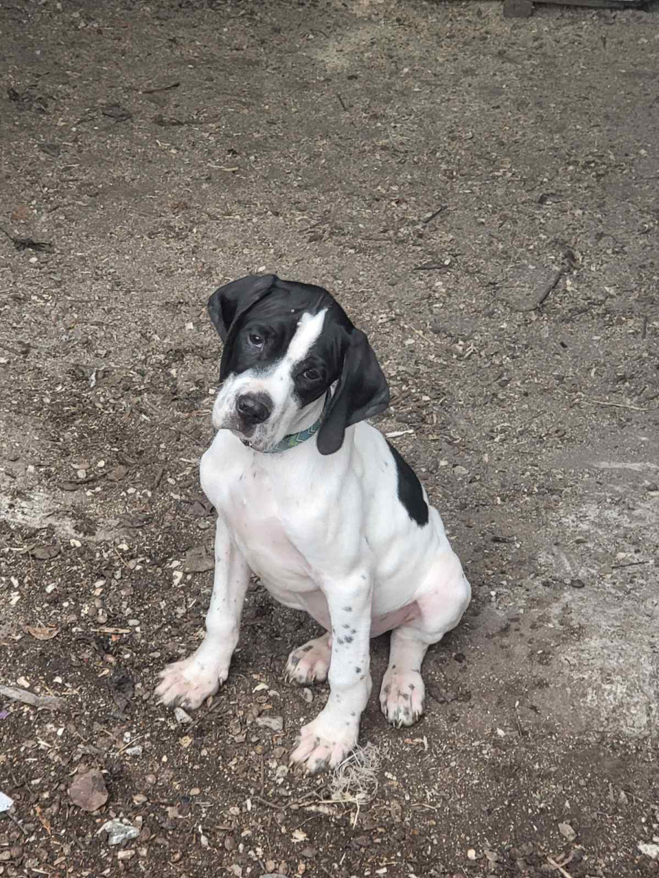 Английский поинтер.Pointer englez.