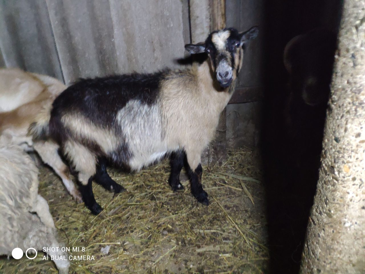 Vînd 2 capre si o edita