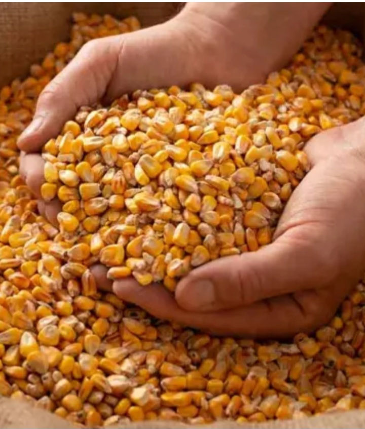 Vînd porumb