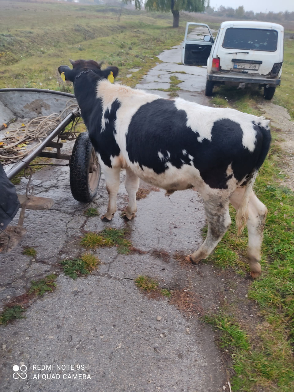 Se vinde vitel frumos are 6 luni