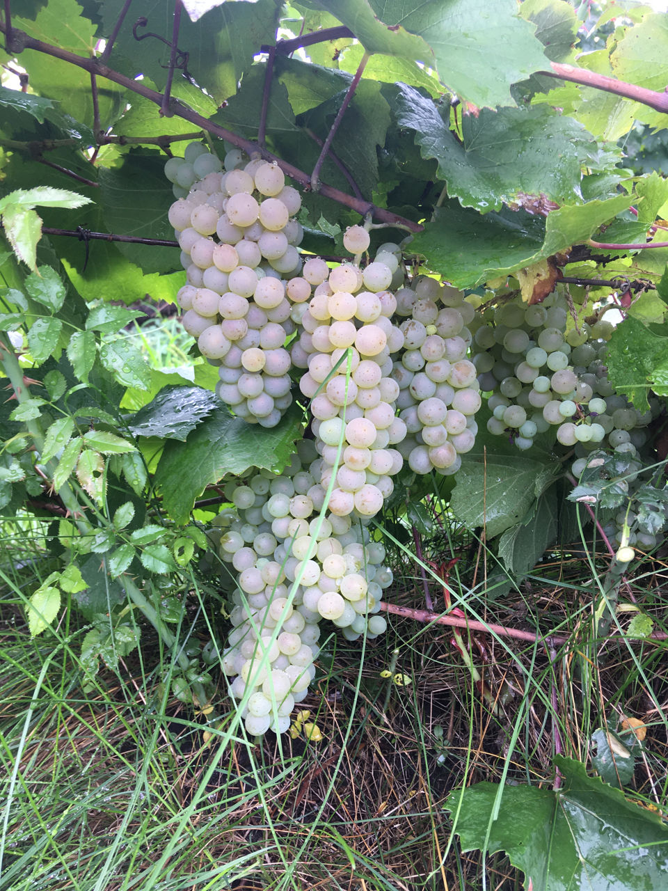 Vindem struguri ALIGOTE