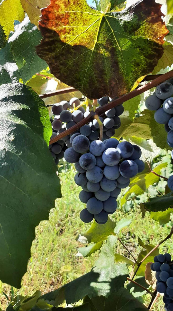 Poama Isabella(capsuna,fraga)neagra si alba