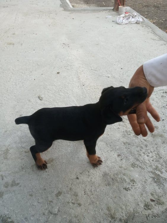 Vînd catei de vinatoare (ягтерьер)