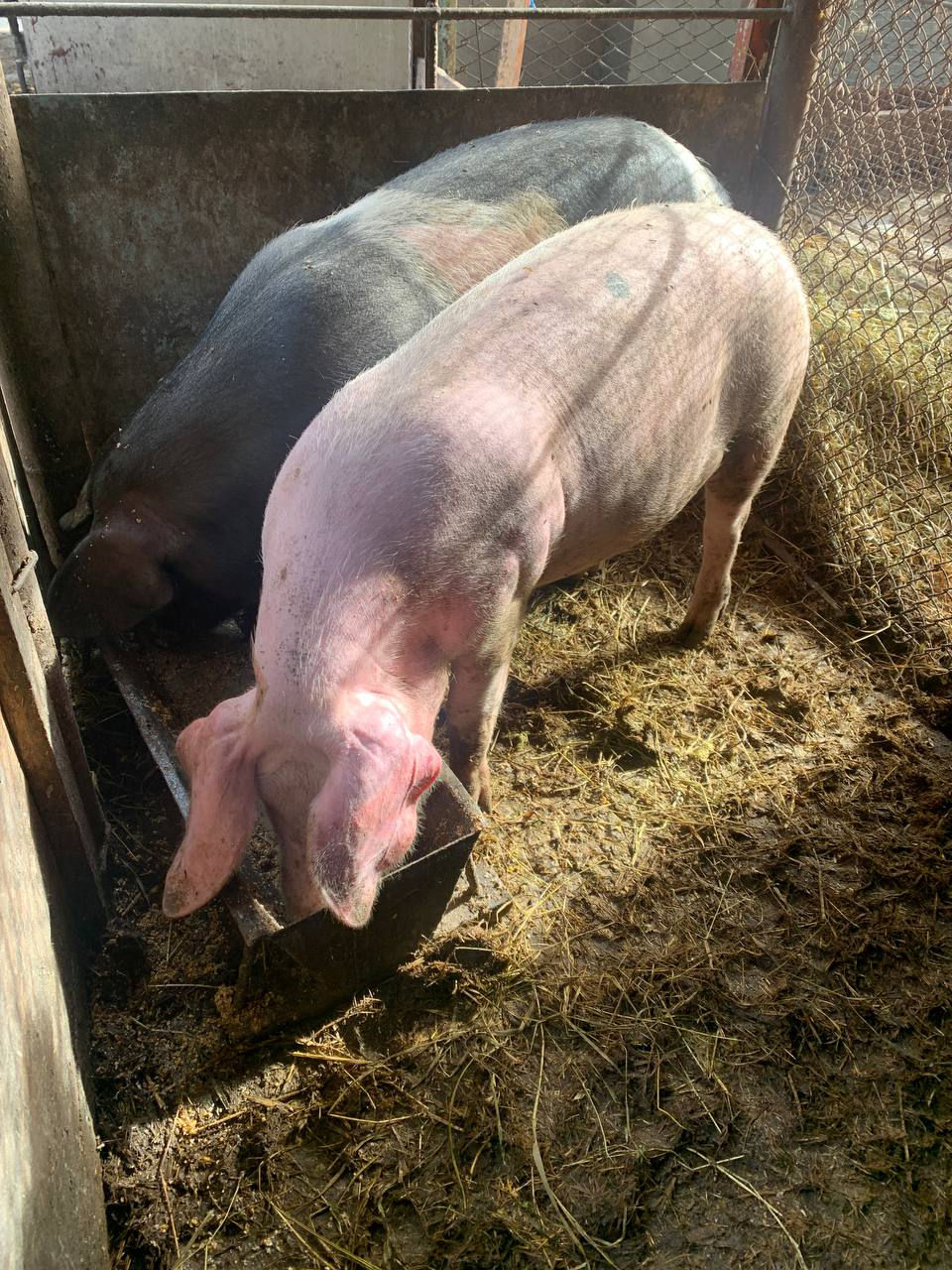 Purcei de vânzare, 60kg până la 90kg