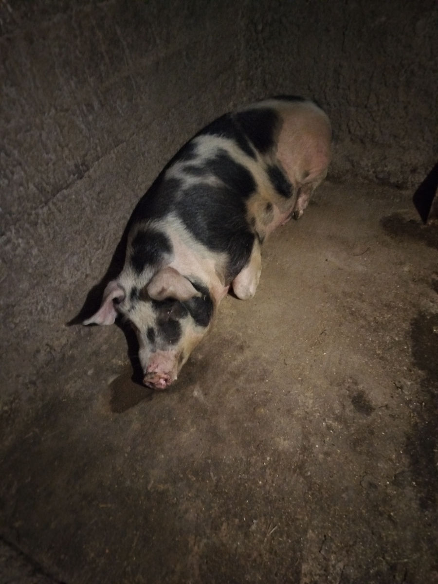 Cumpâr porc...
