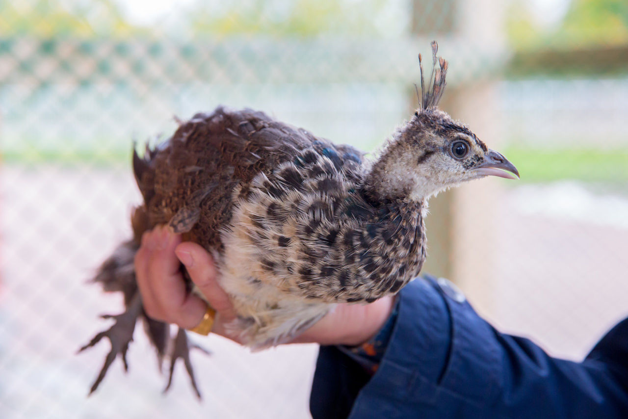 Pui de paun indian virsta 5 luni