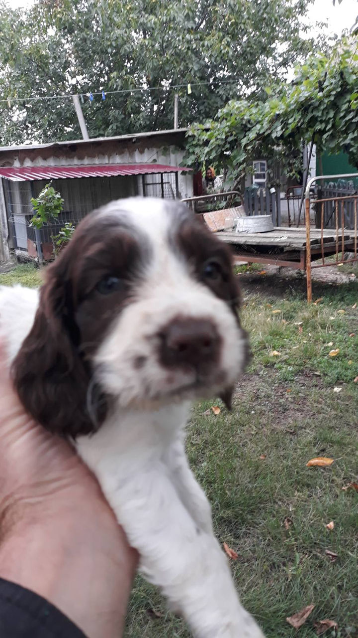 Vînd pui de câine de vânătoare - Spaniel rusesc